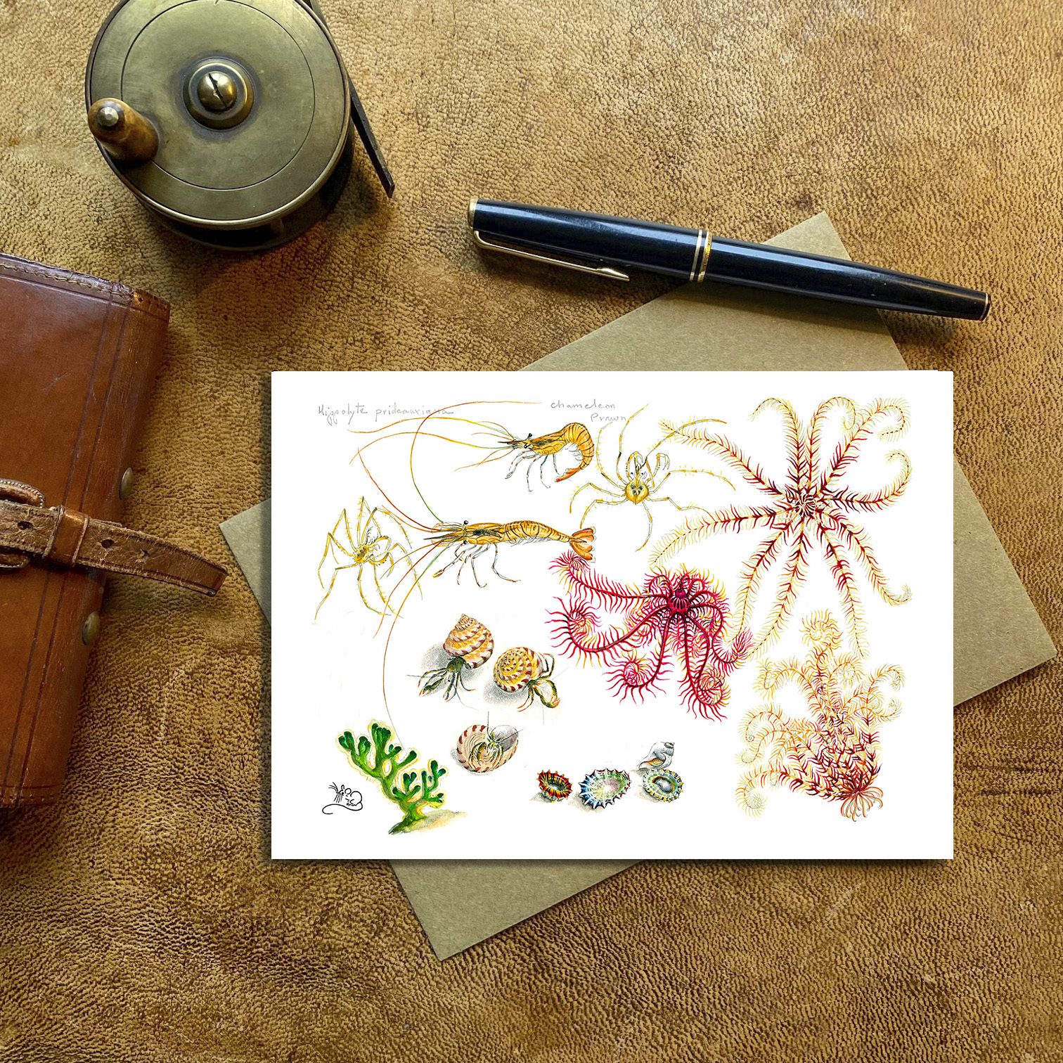 Wildlife by Mouse Rockpool Creatures Card | At Portmeirion Online ...