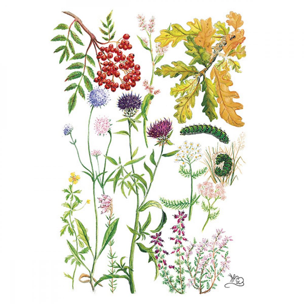 Wildlife by Mouse September Hedgerow Card | At Portmeirion Online ...