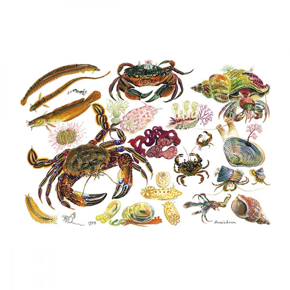 Wildlife by Mouse Velvet Crab & Other Rockpool Creatures Card ...